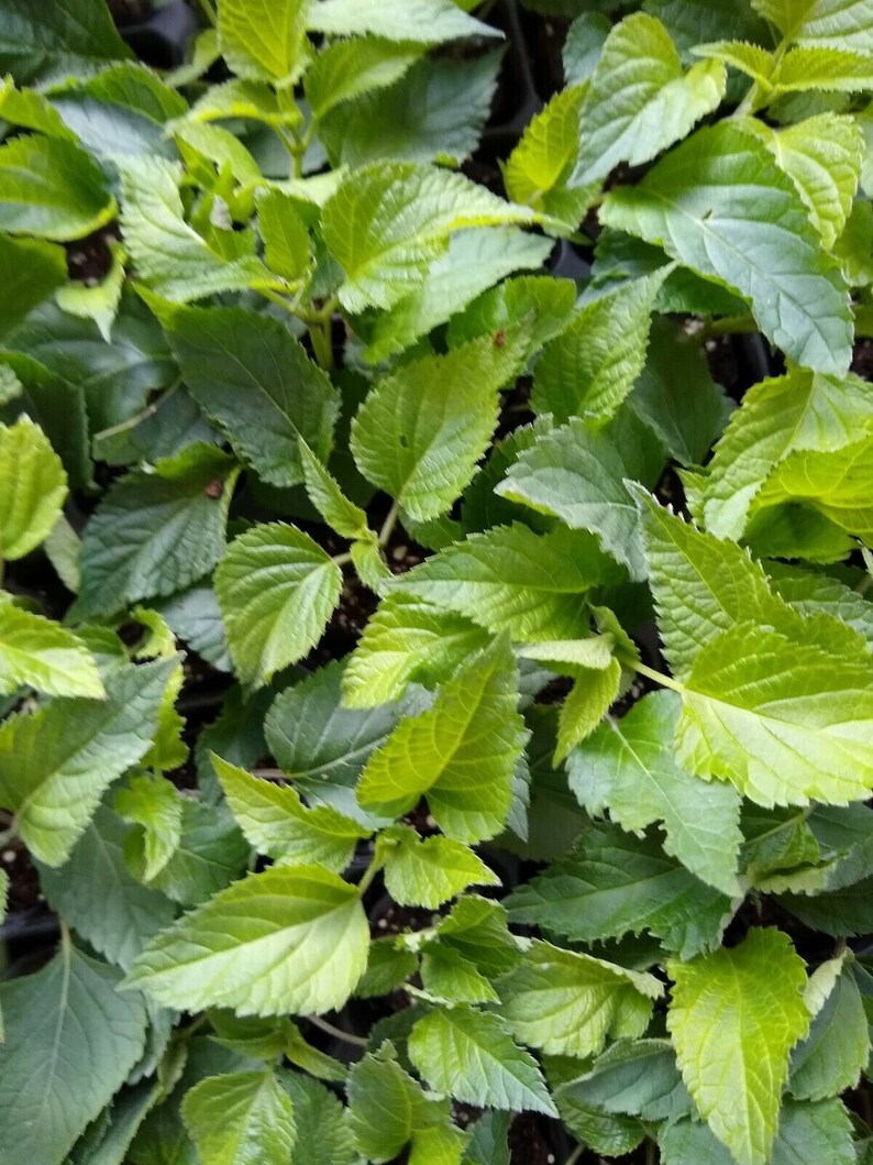 3 X Salvia Animo Plug Plants Ornamental Sage Perennial - Etsy UK