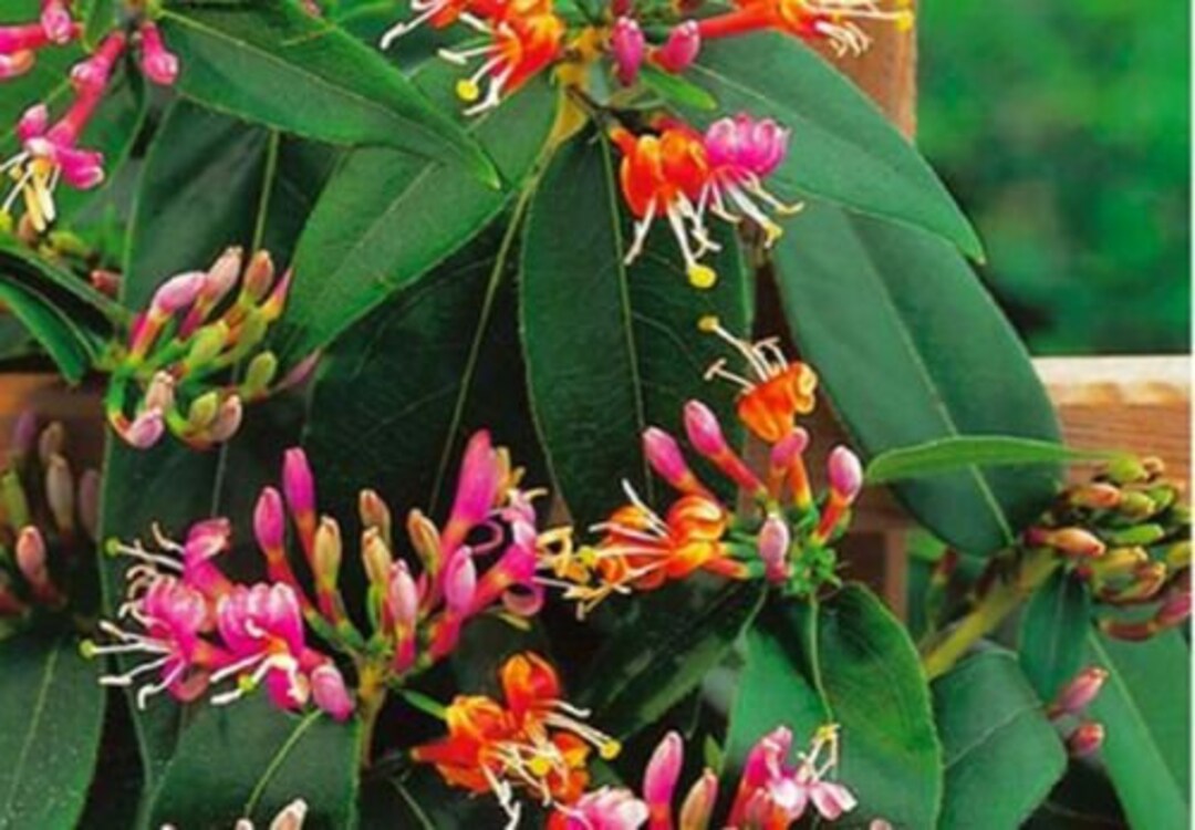 Lonicera Honeysuckle Henryii 9cm Pot Climbing Plant, Evergreen, Fast ...