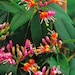 Lonicera Honeysuckle Henryii 9cm Pot Climbing Plant, Evergreen, Fast ...