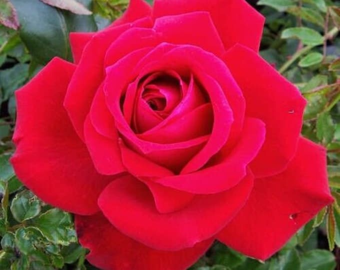 Bush Shrub Rose Ruby Wedding Red Fragrant Rosa Flowers 4lt Potted ...