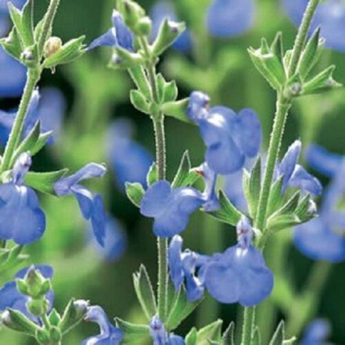 3x Blue Flowering Salvia African Sky Plug Plants, Ornamental Sage ...