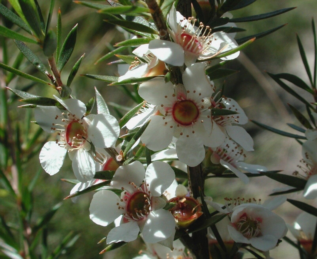 Tea Tree Leptospermum Leonard Wilson Plant White Flowers Evergreen ...
