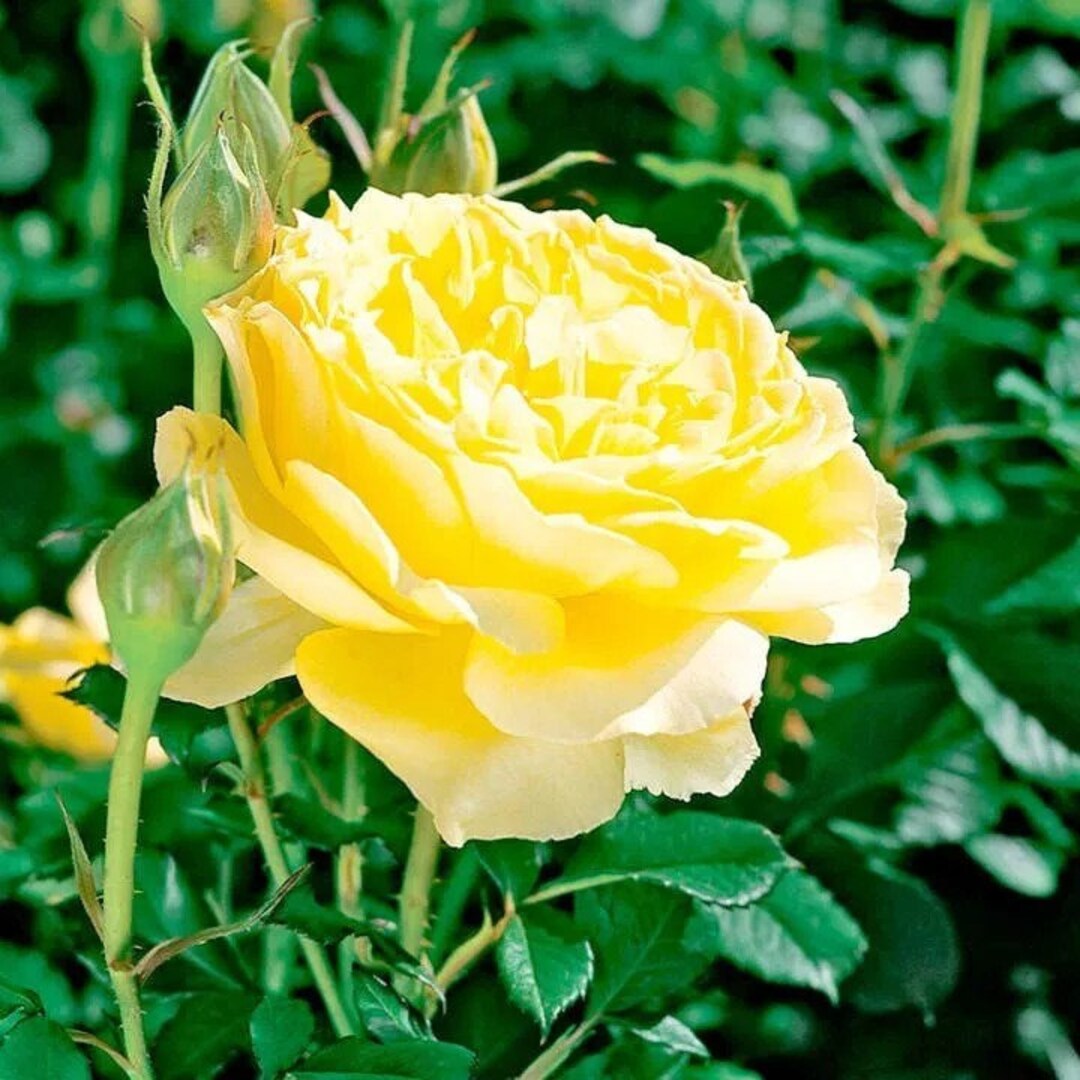 Rose Mountbatten Yellow Fragrant Flowers 4lt Potted Garden Shrub Bush ...
