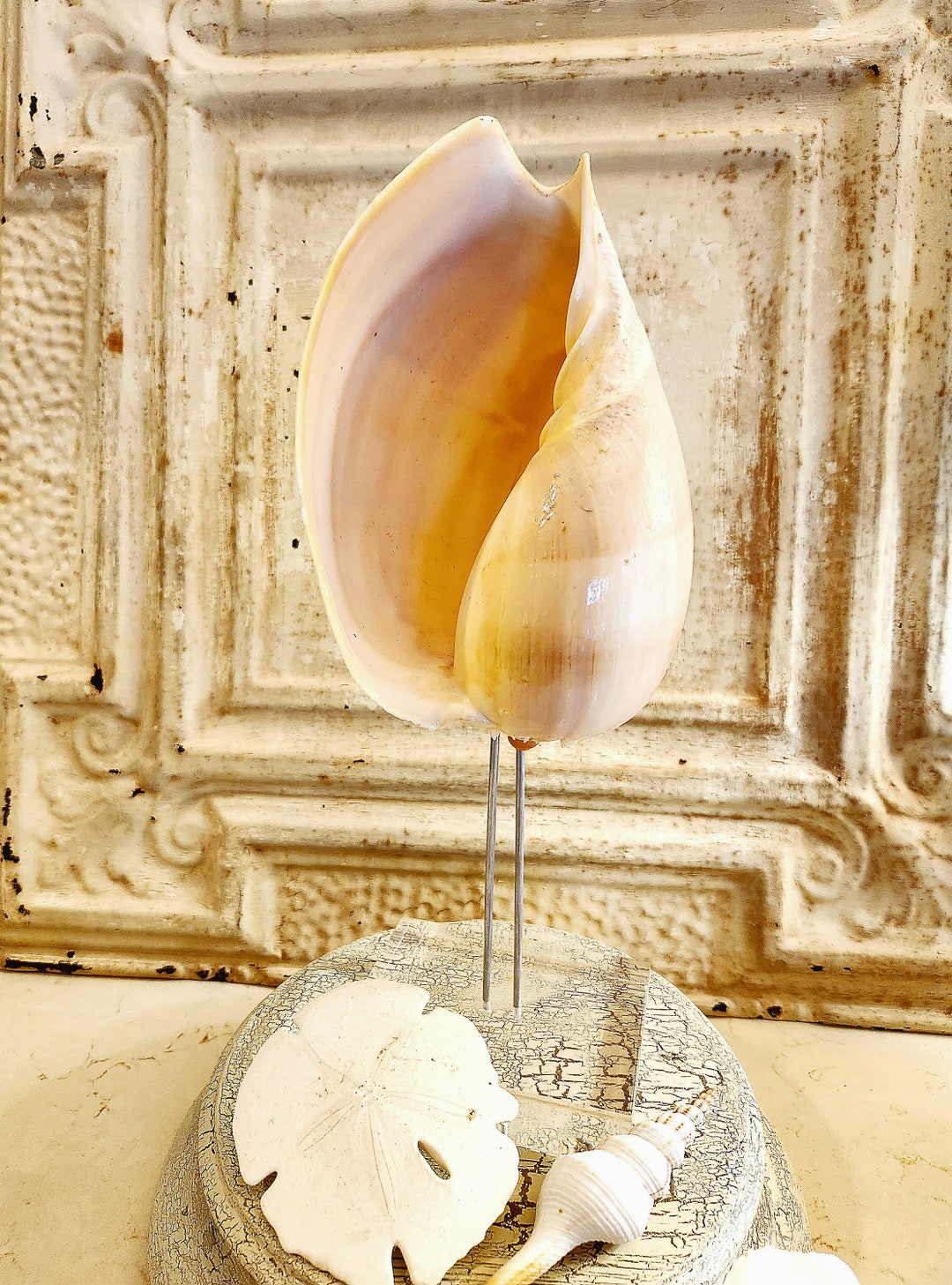 Large Vintage Shell I Artist Mounted Ocean Seashell I 8 Inch by 5 1/2 ...