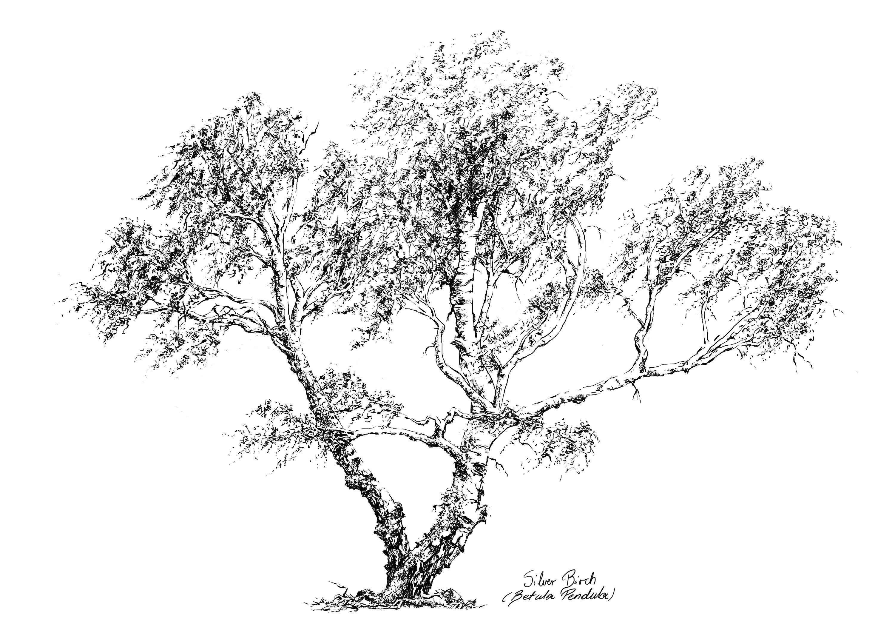 Set of 6 Prints tree Species: Wall Art Illustrations in Digital Files ...