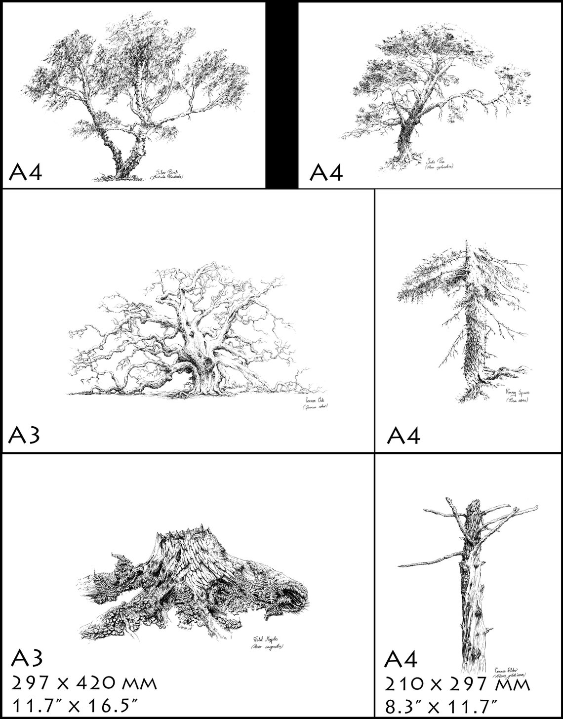 Set of 6 Prints tree Species: Wall Art Illustrations in Digital Files ...