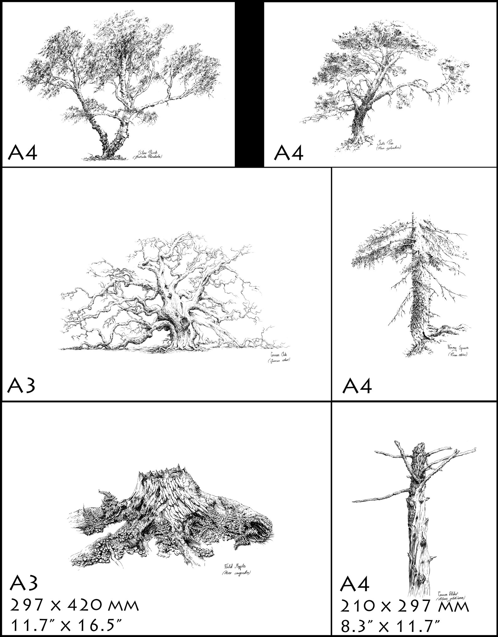 Set of 6 Prints tree Species: Wall Art Illustrations in Digital Files ...