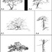 Set of 6 Prints tree Species: Wall Art Illustrations in Digital Files ...