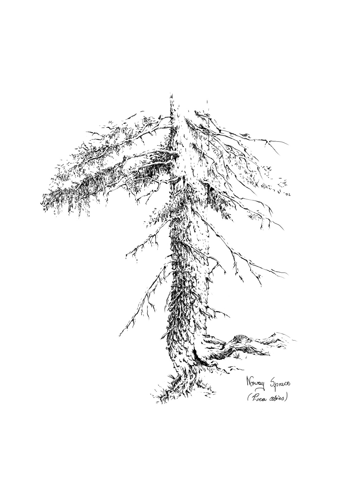 Set of 6 Prints tree Species: Wall Art Illustrations in Digital Files ...