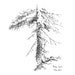 Set of 6 Prints tree Species: Wall Art Illustrations in Digital Files ...
