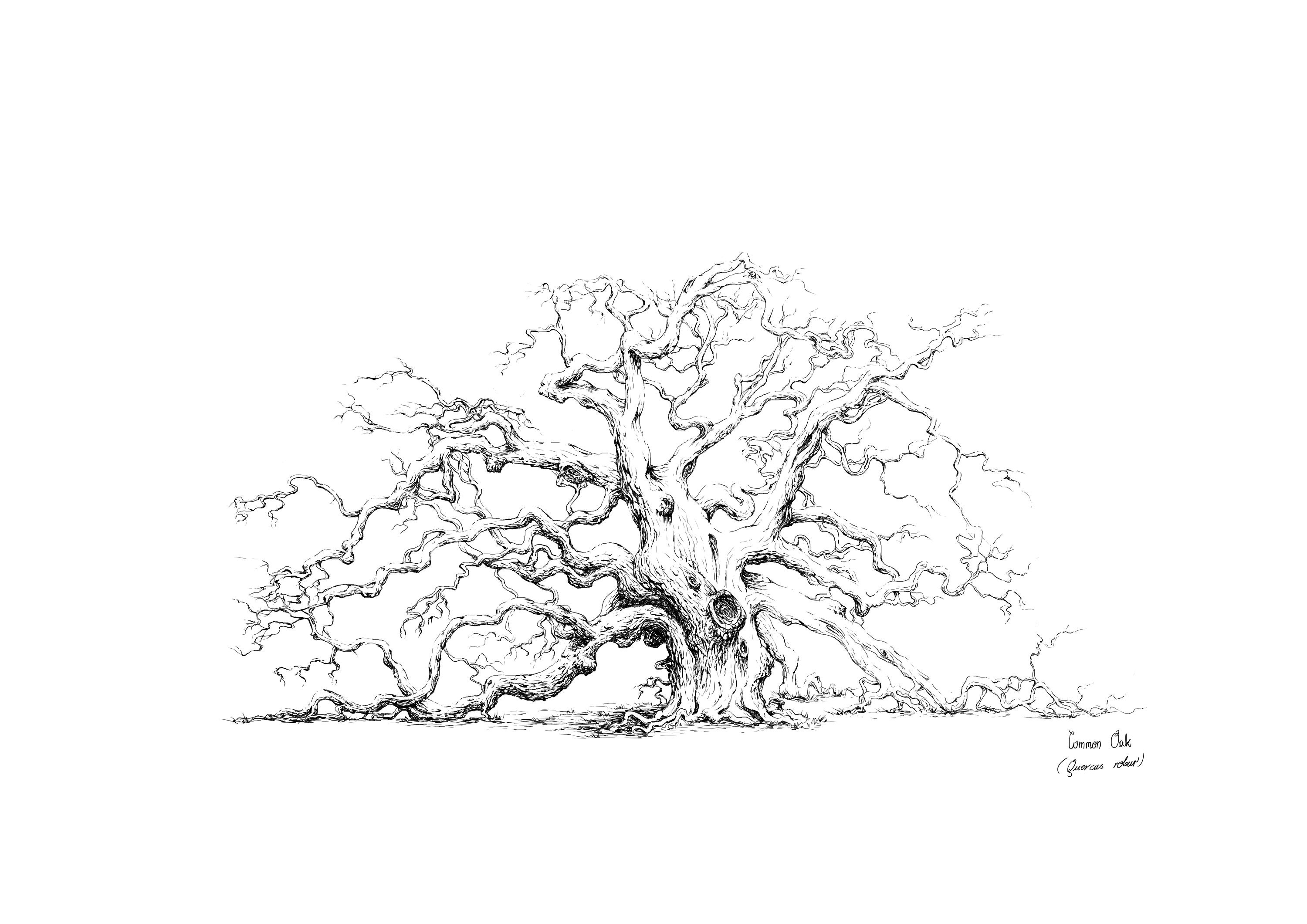 Set of 6 Prints tree Species: Wall Art Illustrations in Digital Files ...