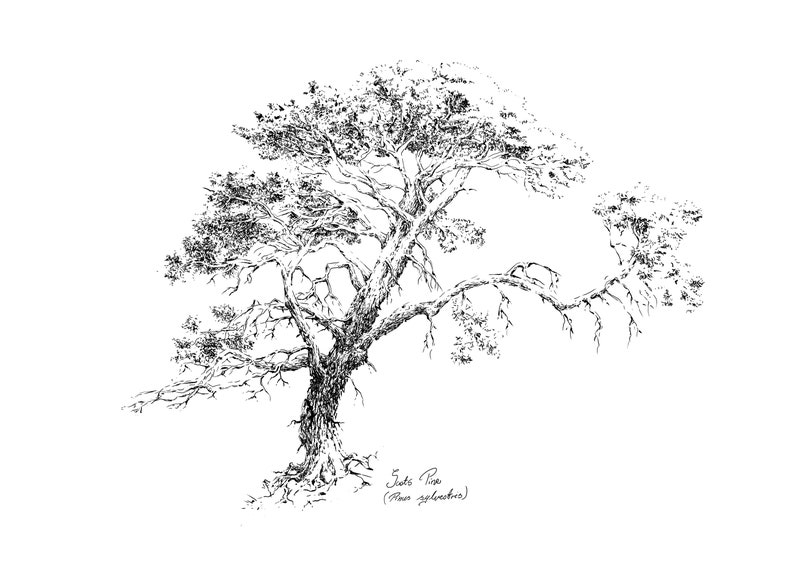 Set of 6 Prints tree Species: Wall Art Illustrations in Digital Files ...