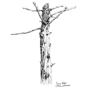 Set of 6 Prints tree Species: Wall Art Illustrations in Digital Files ...