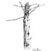 Set of 6 Prints tree Species: Wall Art Illustrations in Digital Files ...