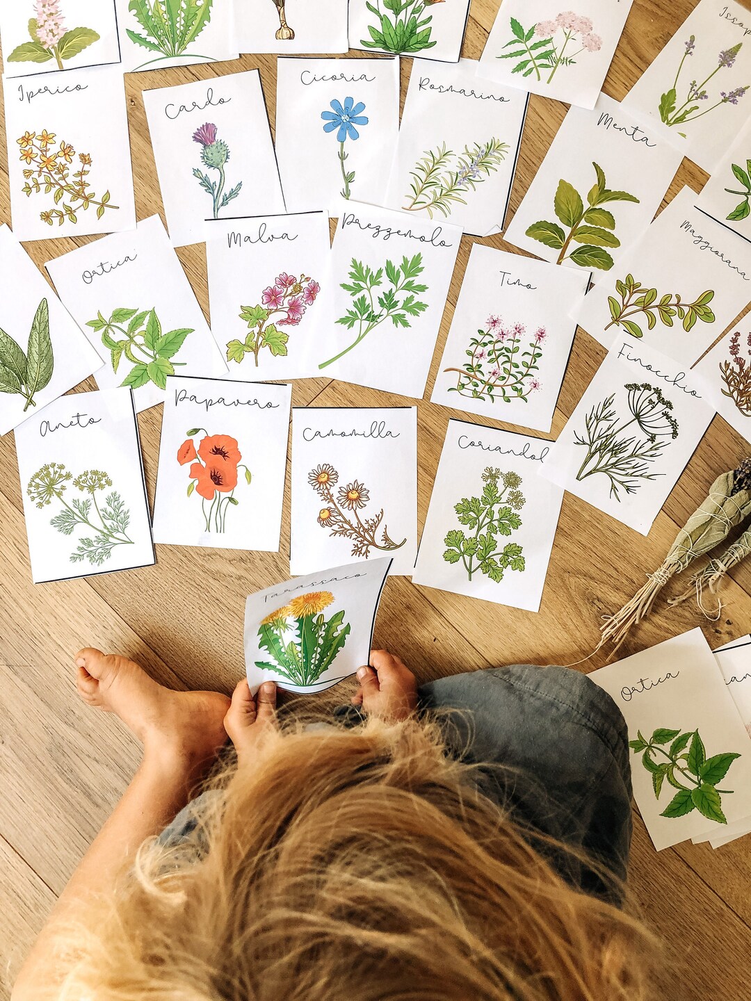 Flash Cards Medicinal Plants - Etsy