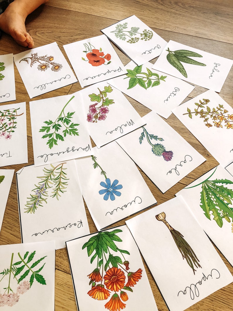 Flash Cards Medicinal Plants - Etsy