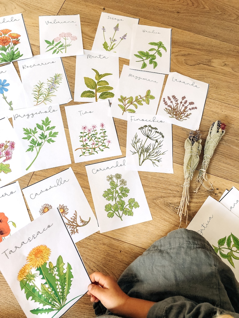 Flash Cards Medicinal Plants - Etsy