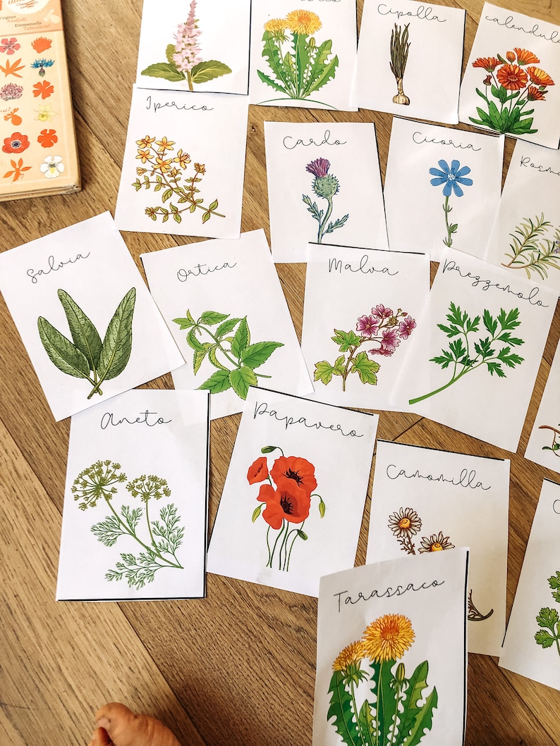 Flash Cards Medicinal Plants - Etsy