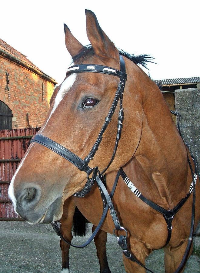 Extra Full Bitless Bridle Crossover Sidepull & Reins BLACK or CHESTNUT ...