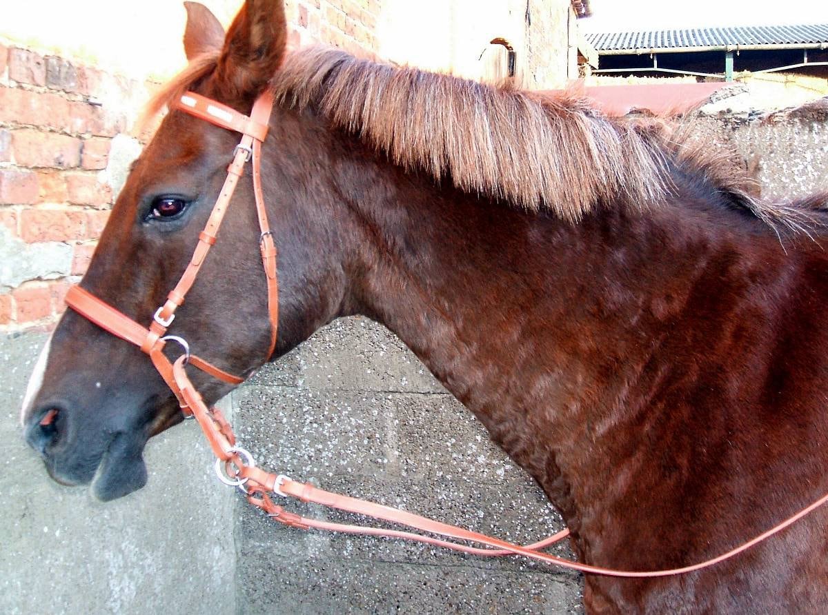 Extra Full Bitless Bridle Crossover Sidepull & Reins BLACK or CHESTNUT ...