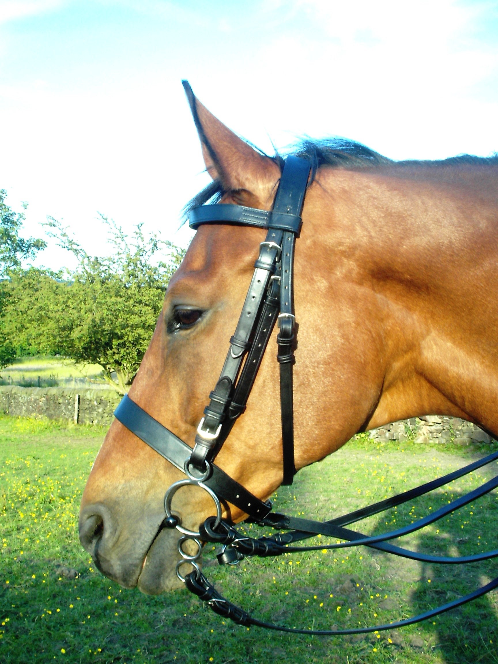 English Leather Double Bridle & Double Reins Weymouth Show Dressage ...