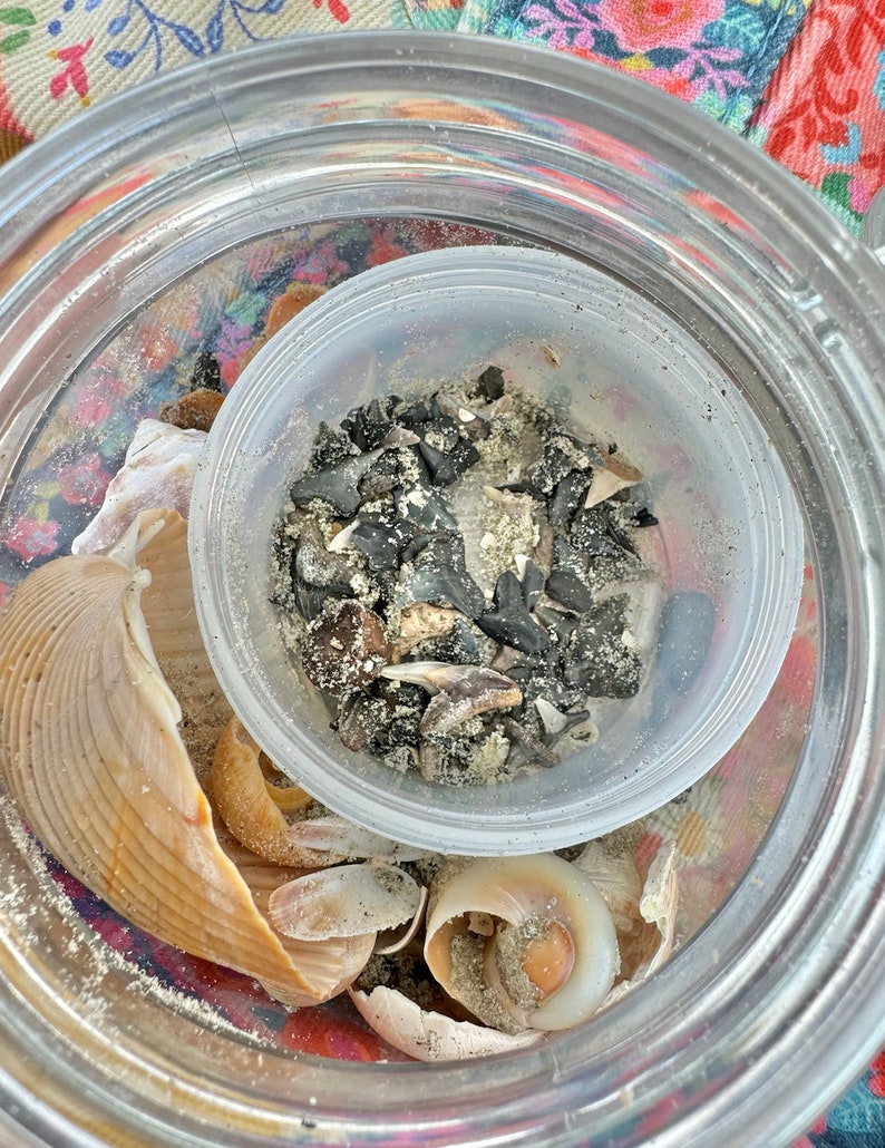 Extinct Prehistoric Snaggle Tooth Shark Teeth Bundle 4 or 8 Genuine ...