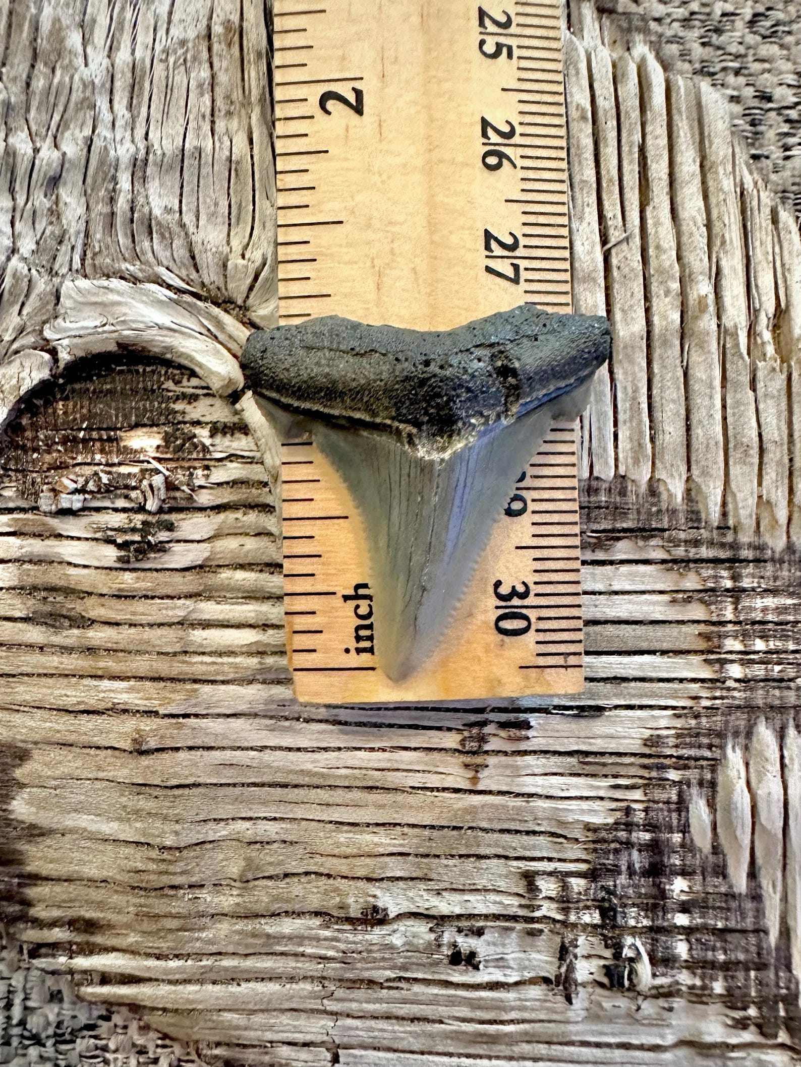 Real Fossilized Shark Tooth - Etsy