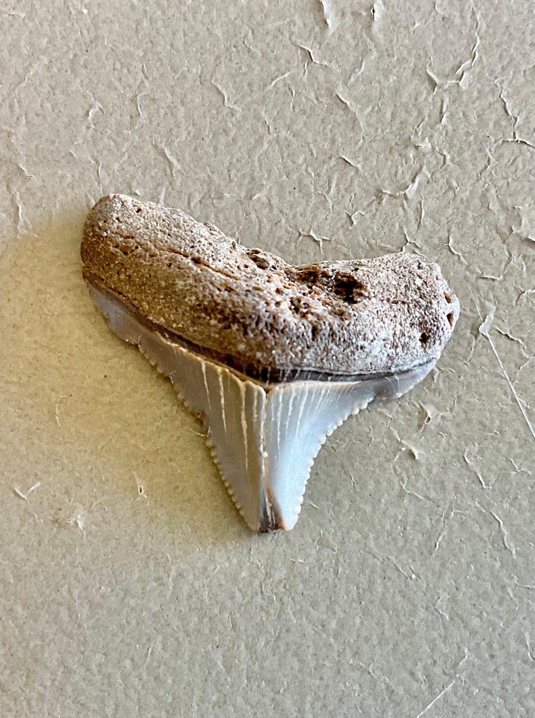 Real Rear Megalodon Shark Tooth - Etsy