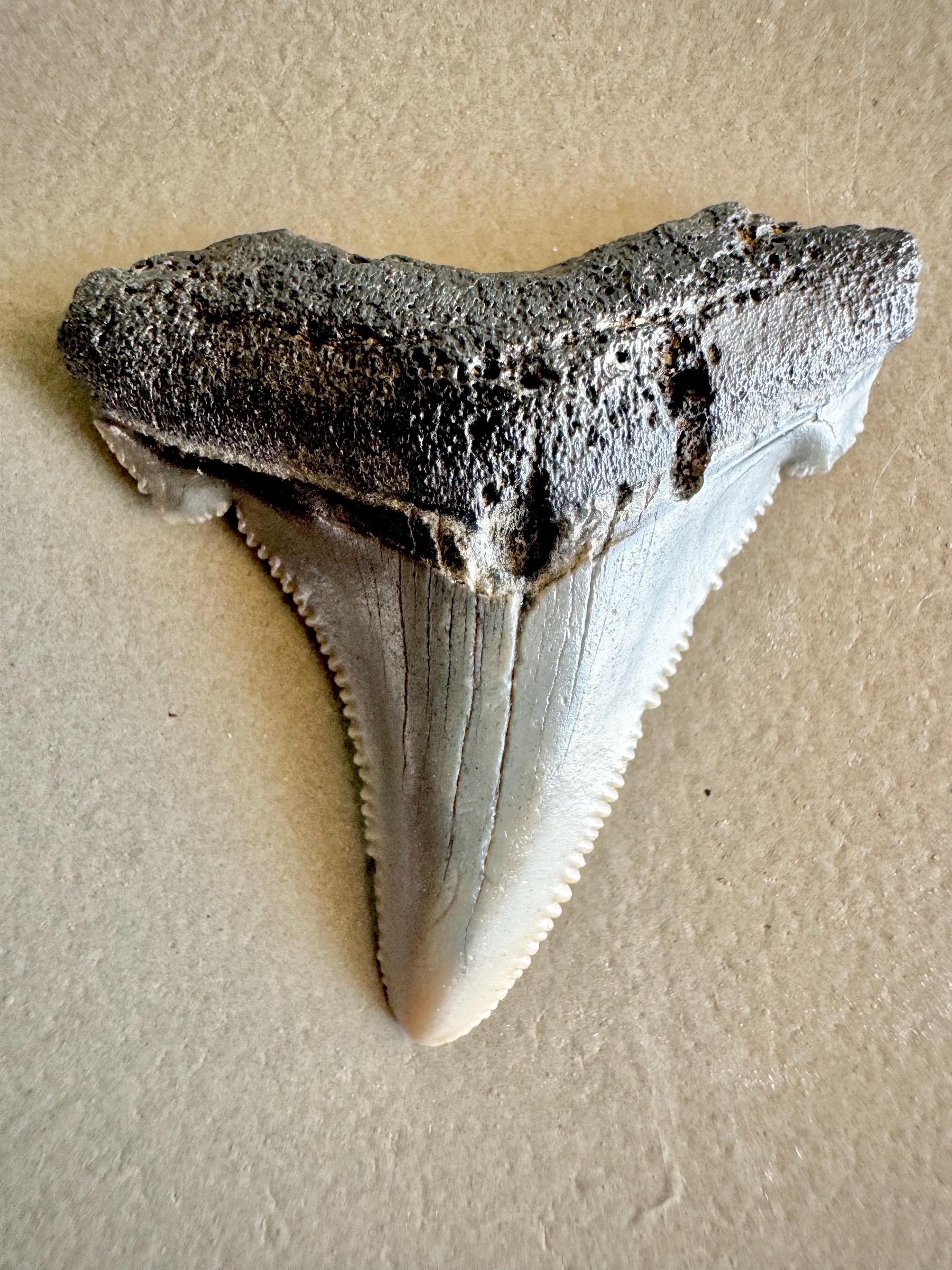 Real Fossilized Shark Tooth - Etsy