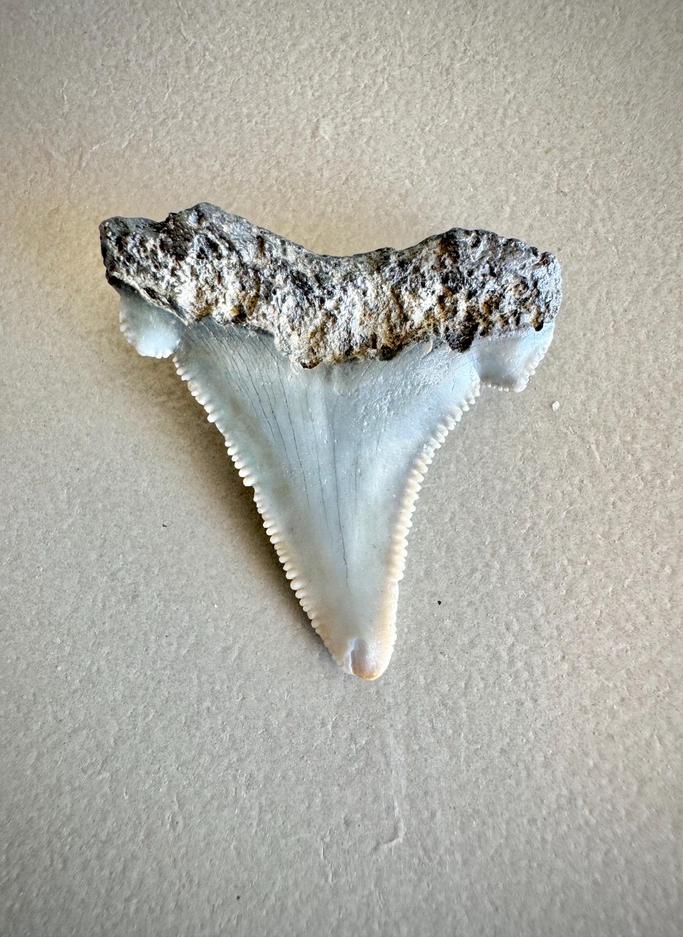 Real Fossilized Shark Tooth - Etsy