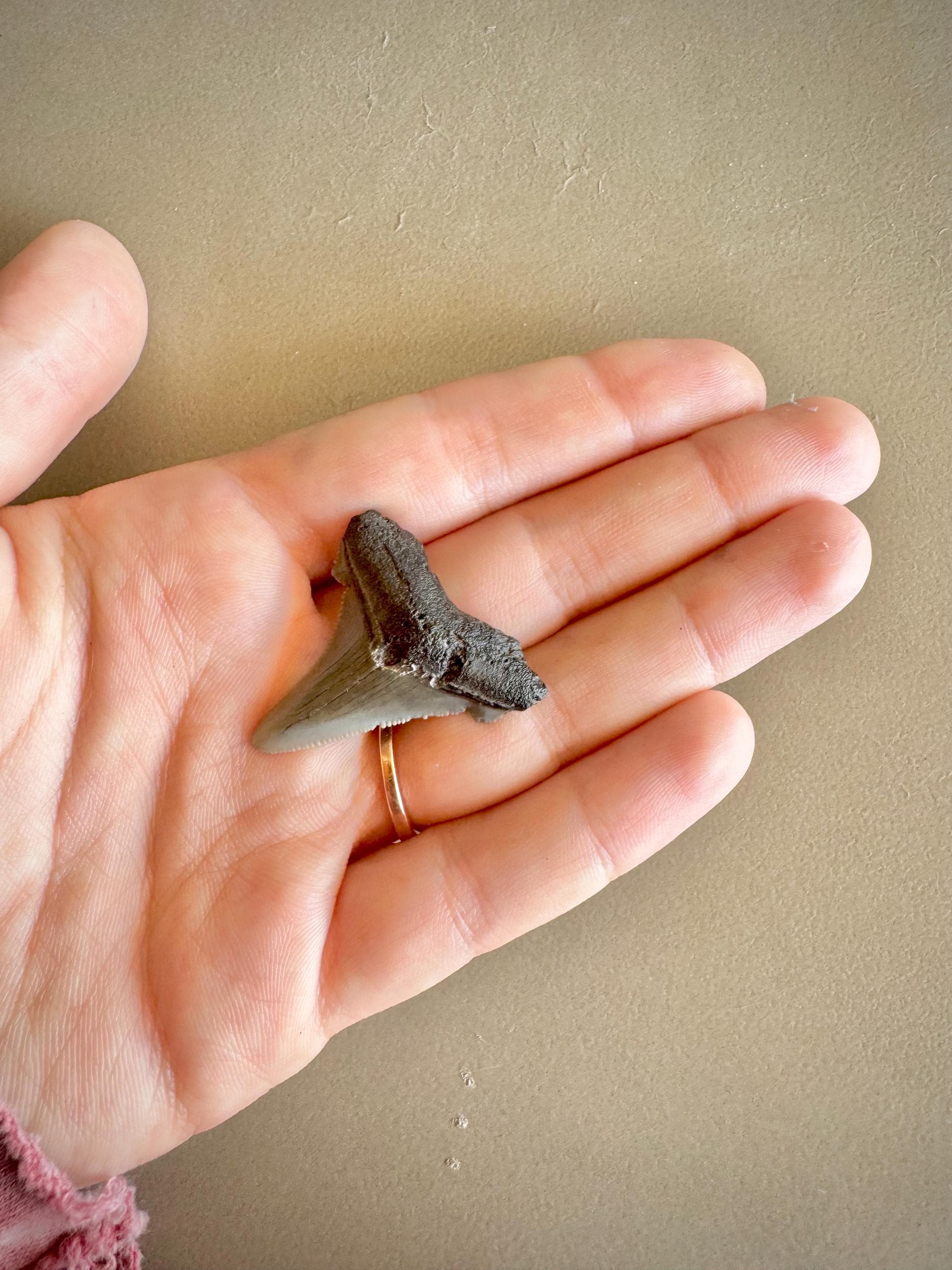 Real Fossilized Shark Tooth - Etsy