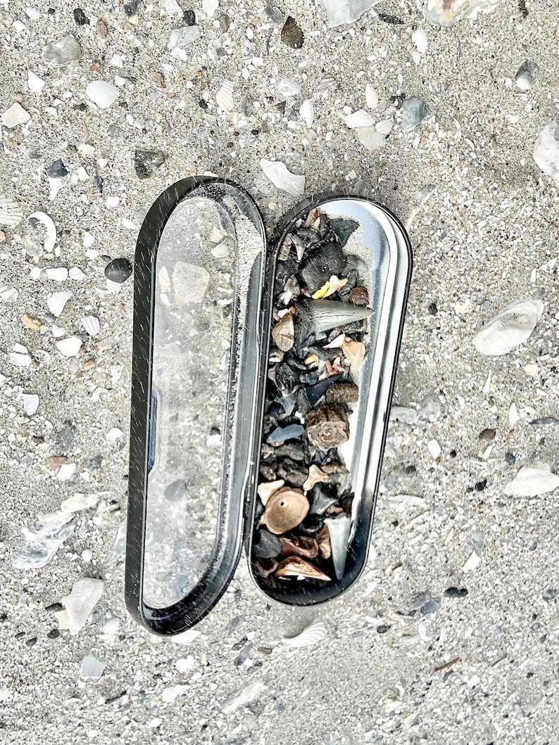 Real Fossilized Shark Tooth - Etsy