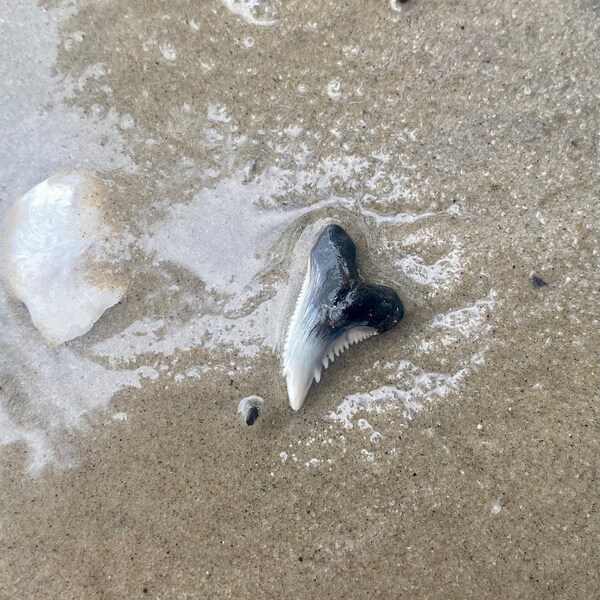 Mermaid Teeth - Etsy Canada