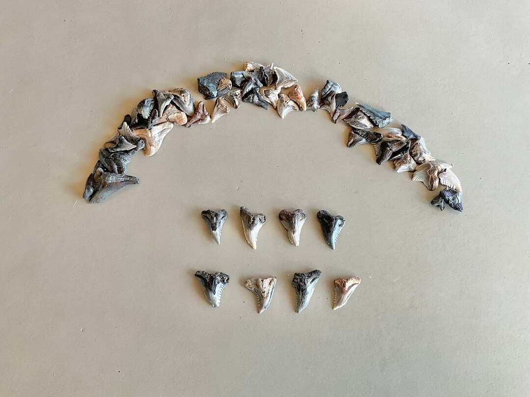 Extinct Prehistoric Shark Teeth Bundle - 4 or 8 Genuine Fossils for ...