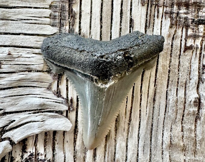 Real Fossilized Shark Tooth - Etsy