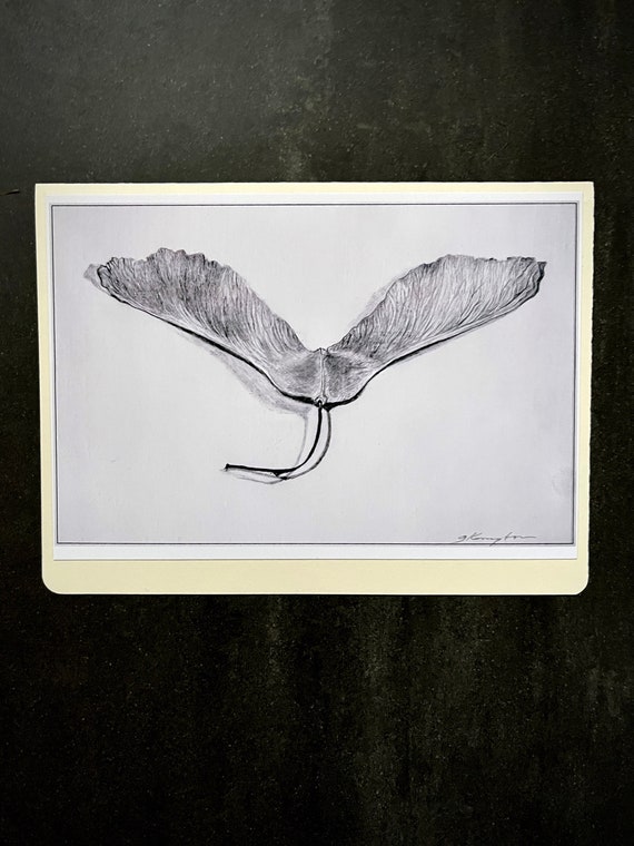 Maple Tree Seeds Drawing