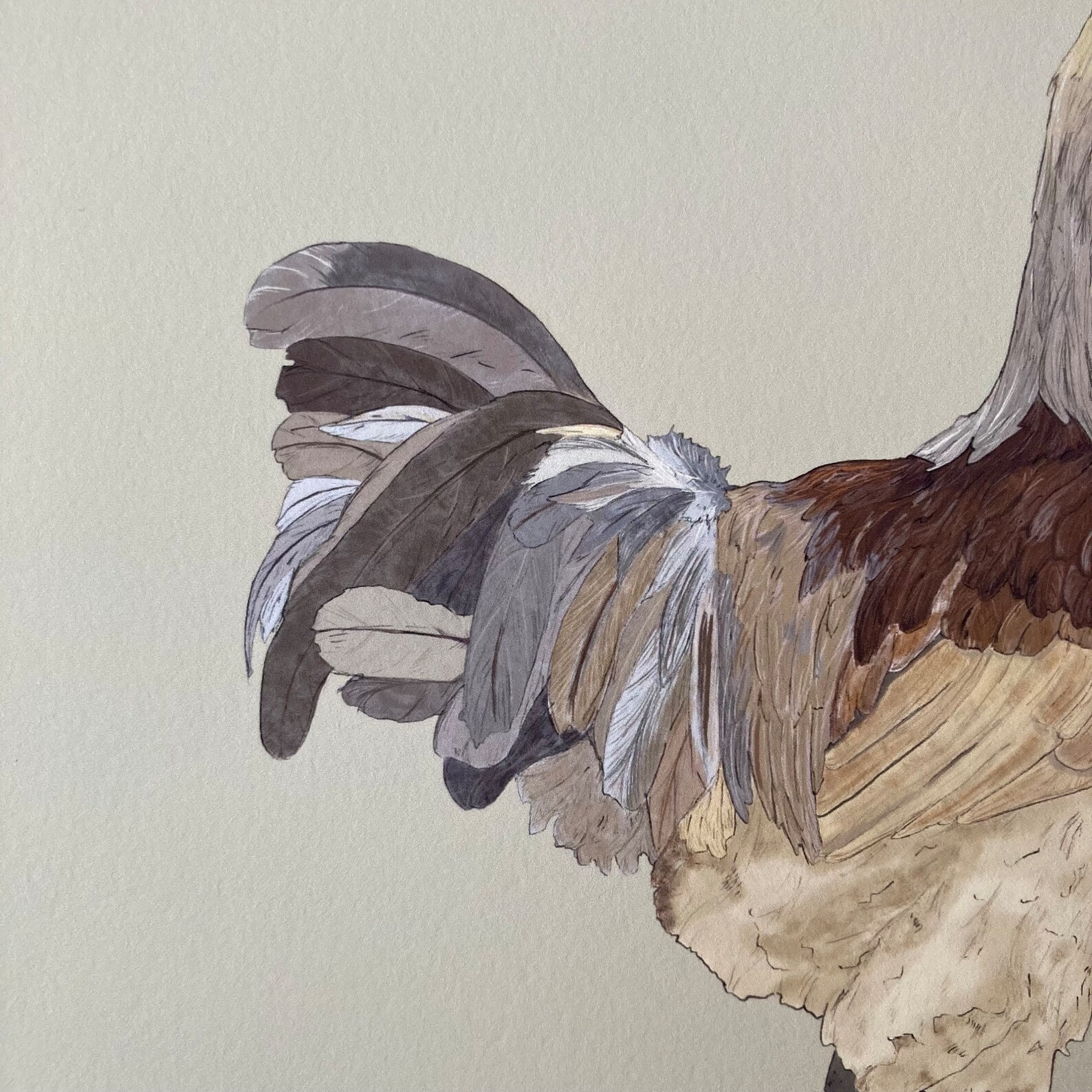 Dear Sir the Easter Egger Rooster Hand Drawn 8x10 Small Batch Print - Etsy