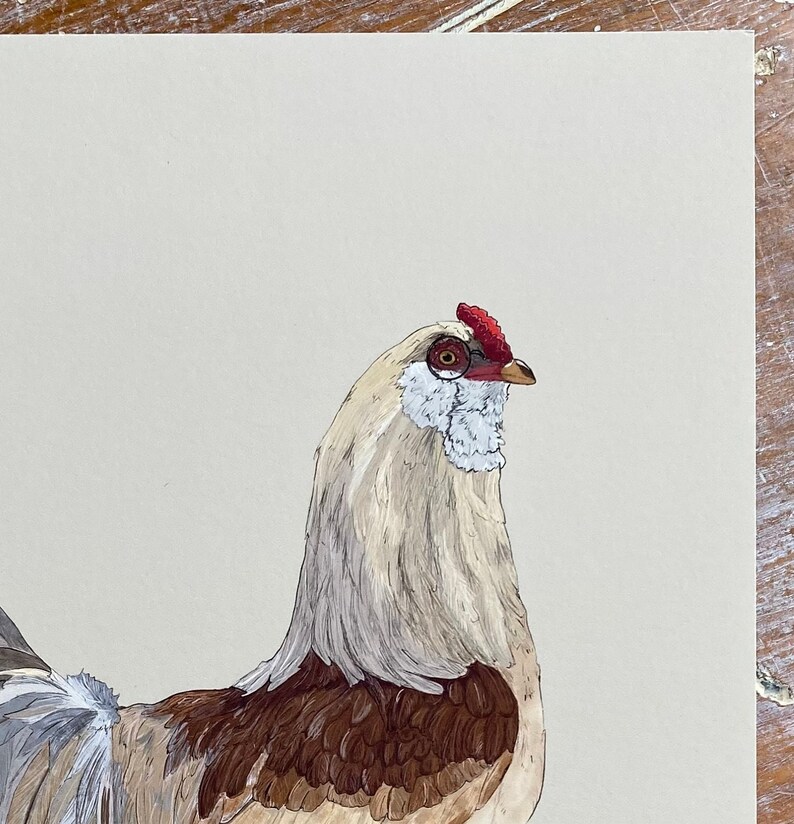 Dear Sir the Easter Egger Rooster Hand Drawn 8x10 Small Batch Print - Etsy