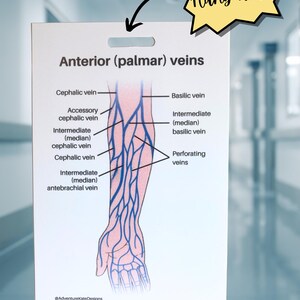 Forearm Vein Map Badge Buddy - Waterproof Anterior & Posterior Veins ...