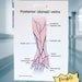 Phlebotomy Badge Card Bundle: Order of Draw, Standard Lab Values ...