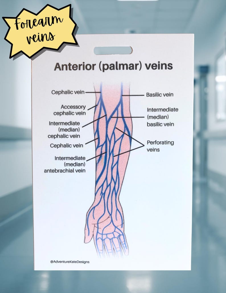Forearm Vein Map Badge Buddy - Anterior & Posterior Veins - RN ...
