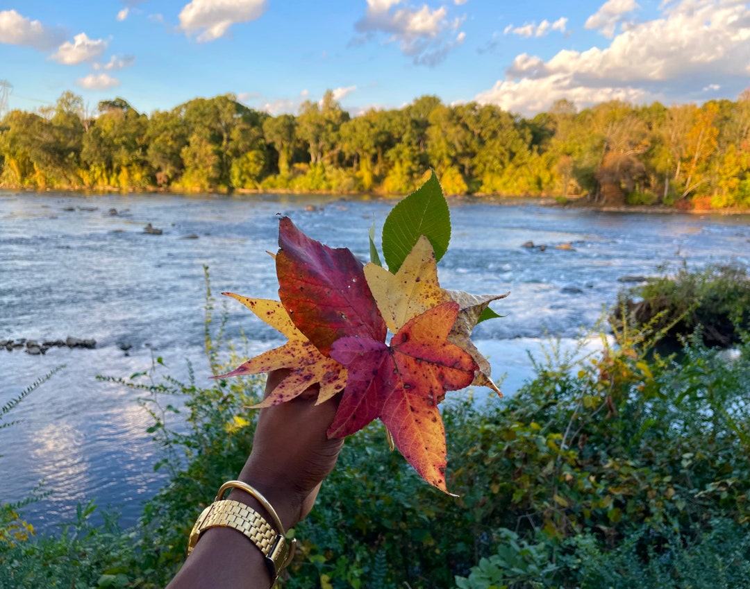 Autumn Leaf Bundle Digital Prints | Vibrant Fall Leaves Photography ...