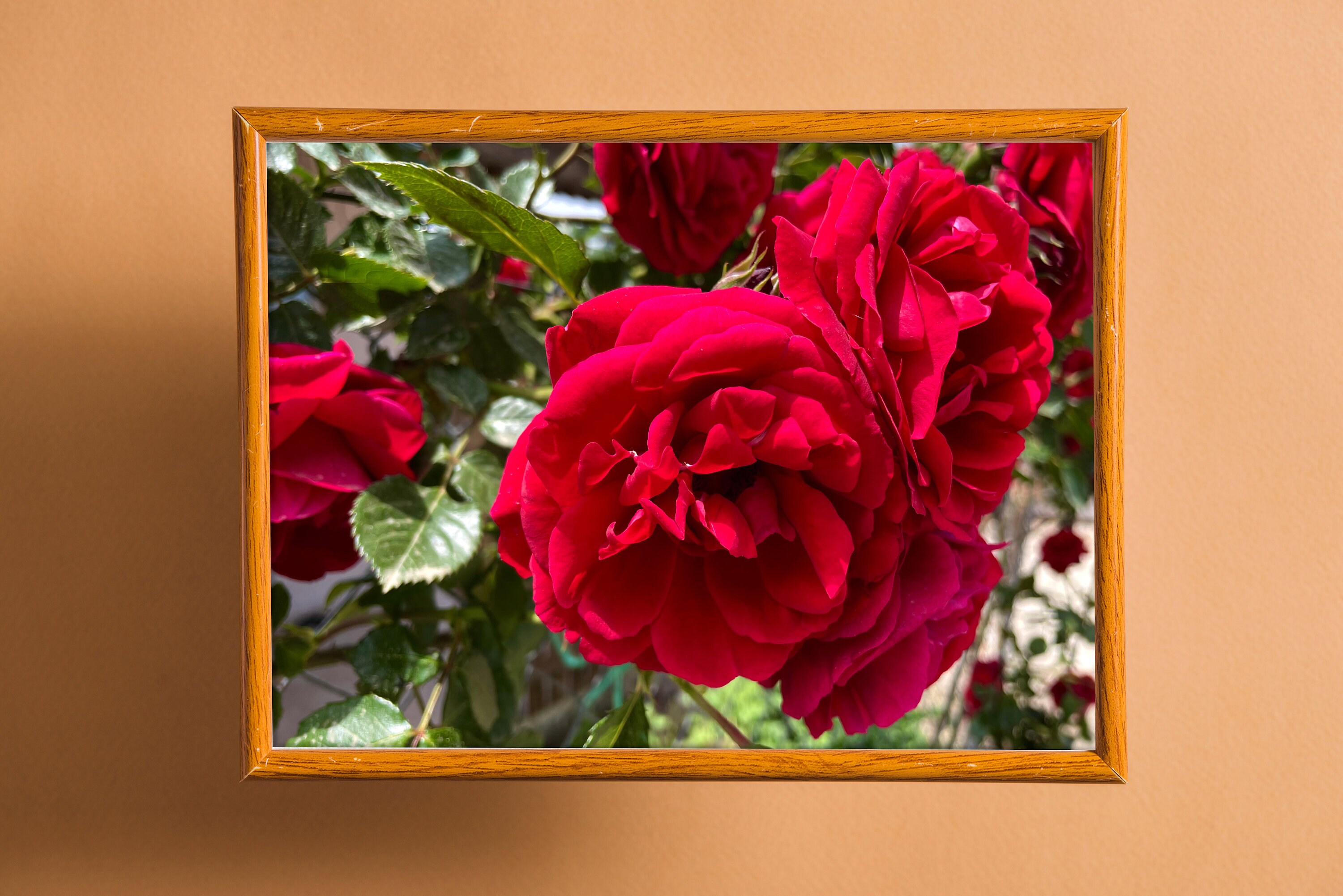 Vibrant Red Rose Wall Art Print Floral Home Decor Red Flower Print ...