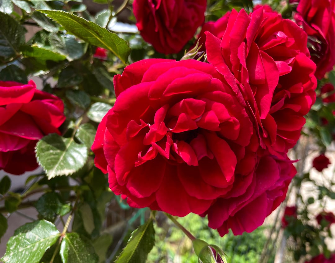 Vibrant Red Rose Wall Art Print | Floral Home Decor | Red Flower Print ...