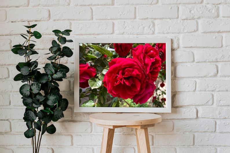 Vibrant Red Rose Wall Art Print | Floral Home Decor | Red Flower Print ...