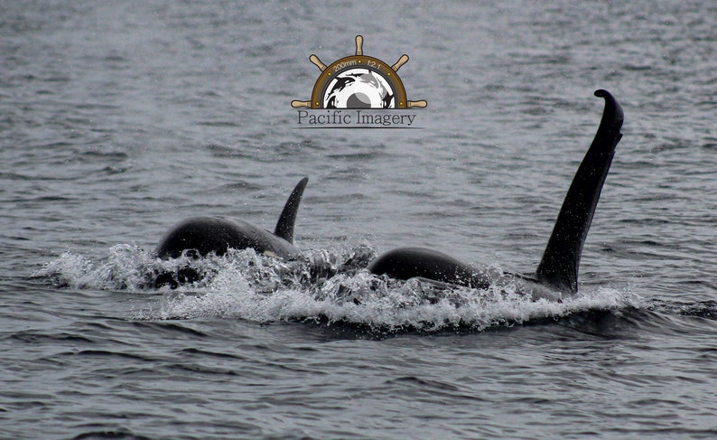 Orca Photo, Wildlife, Killer Whale, Ocean, Orcas, Marine Mammals - Etsy