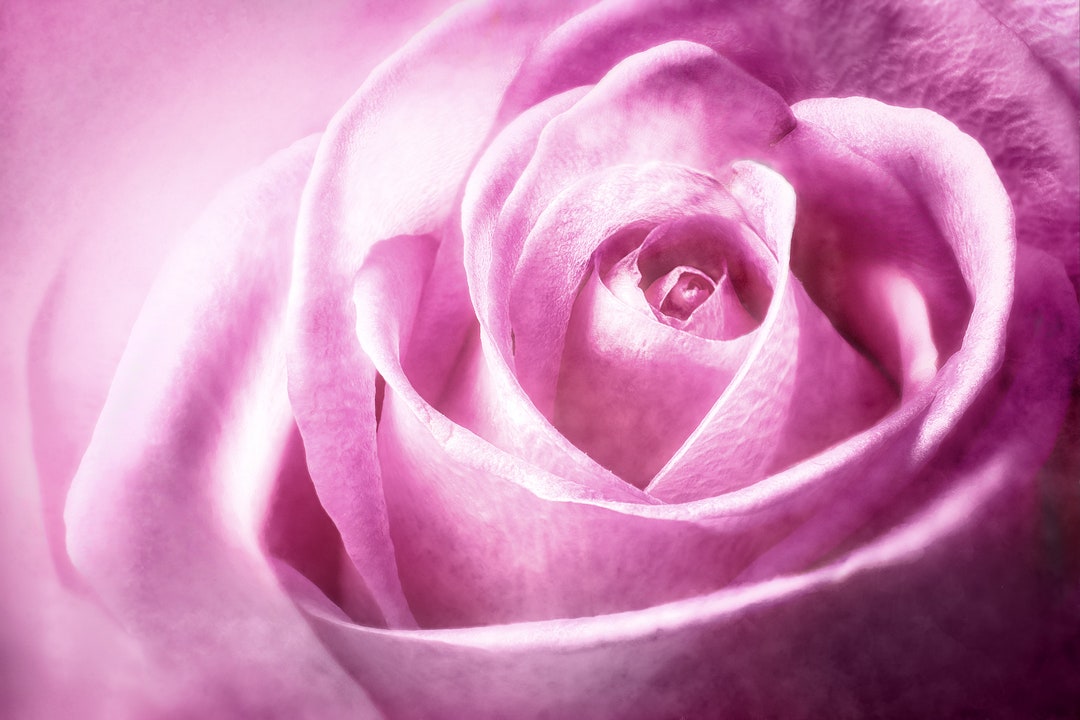 Rose Flower Color Canvas Print Glossy Livingroom Bedroom Decor Art ...