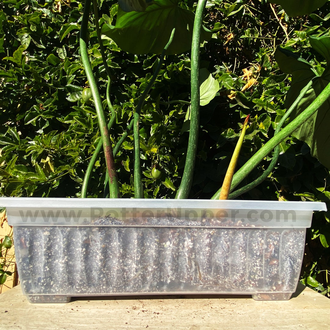 17" Translucent Rectangle Planter for Crawling Philodendrons, Monsteras ...