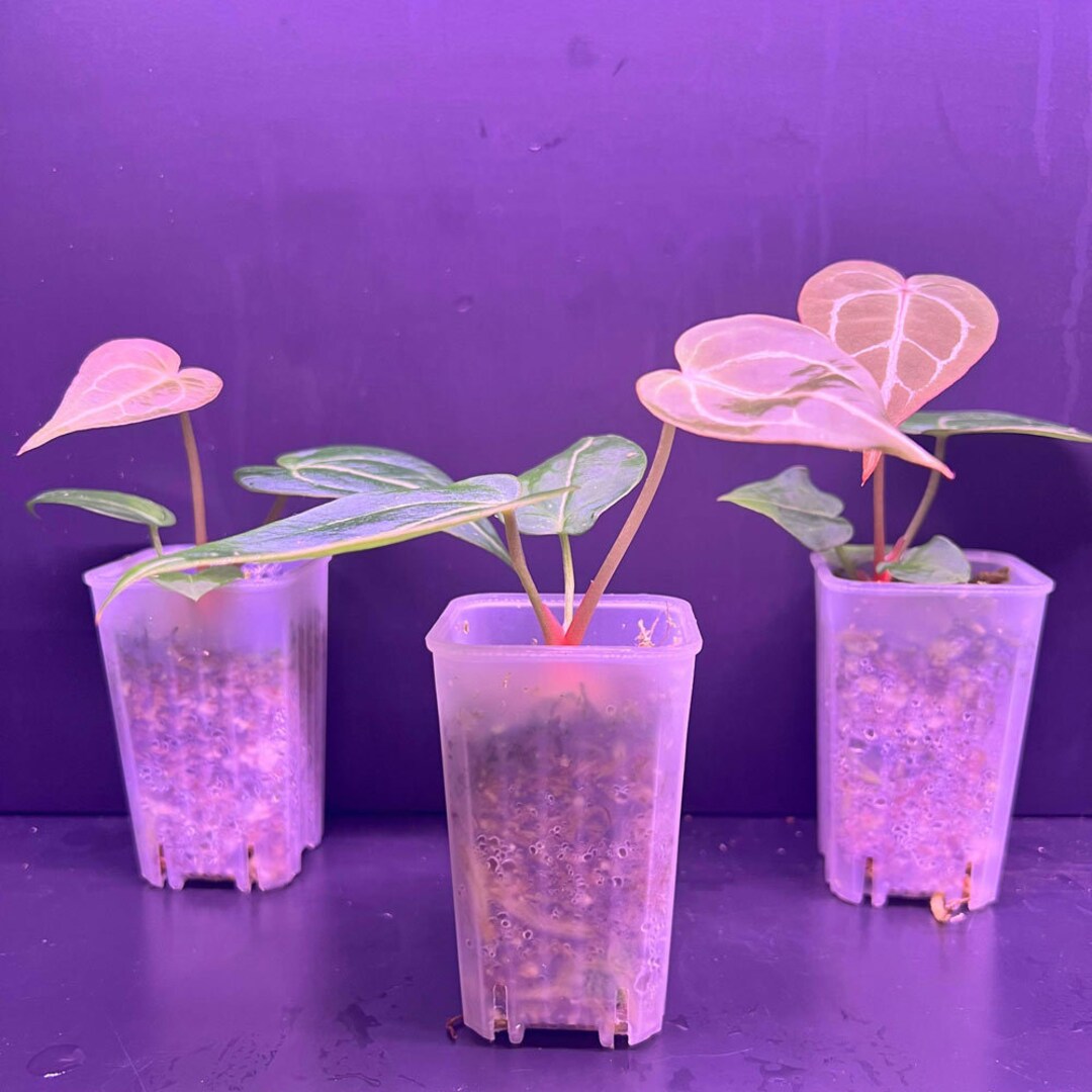 Pack of 100, 2 Frosted Clear Pots for Seedlings, Translucent Pots, Bulk ...