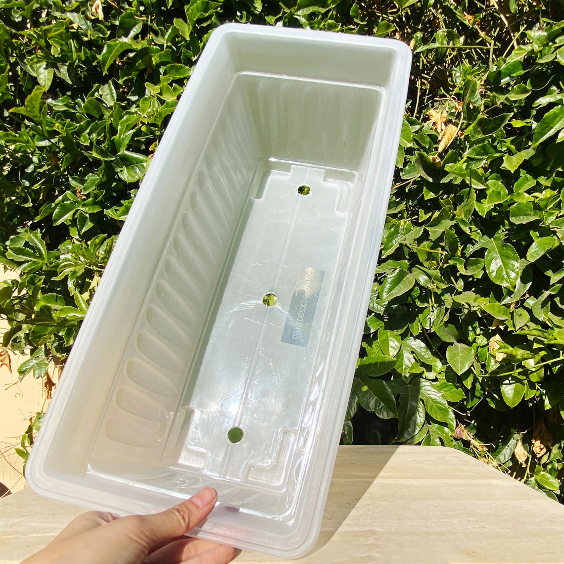 17" Translucent Rectangle Planter for Crawling Philodendrons, Monsteras ...